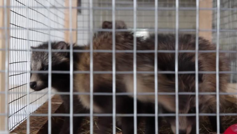 Tech Aims To Replace Animal Testing - FileHippo News